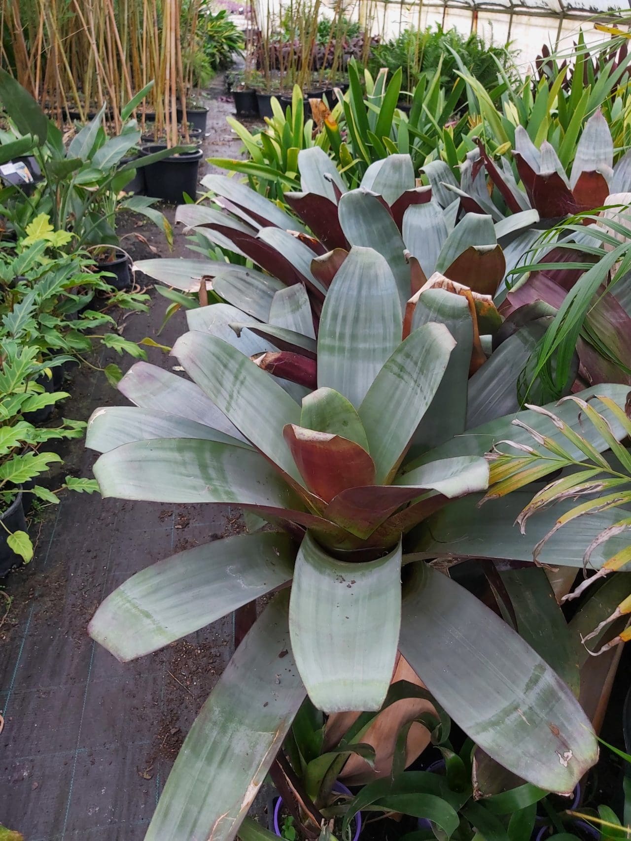 Alcantarea imperialis ‘Giant Bromeliad Silver Plum’ 300mm | Camden ...