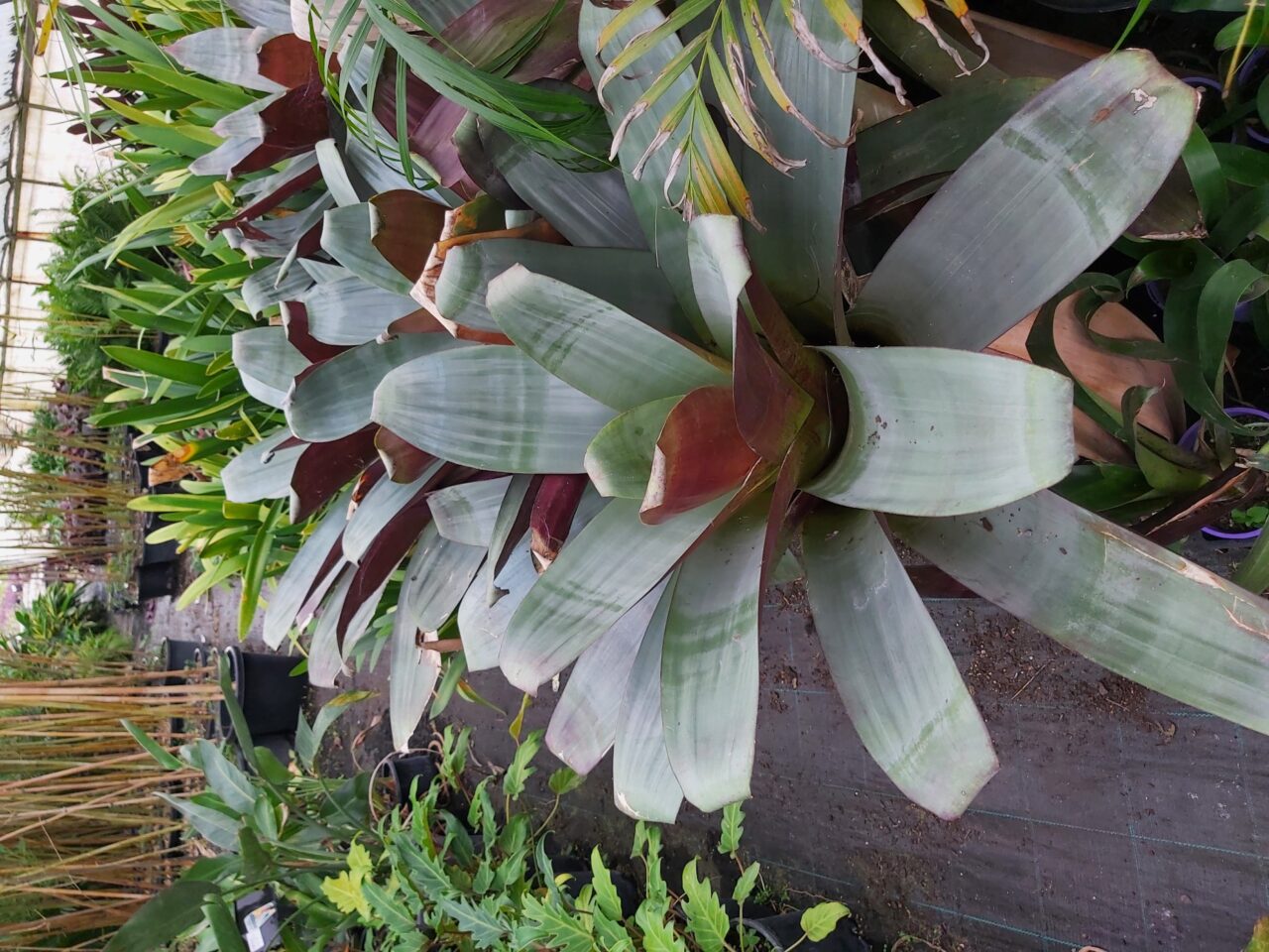 Alcantarea imperialis ‘Giant Bromeliad Silver Plum’ 300mm | Camden ...