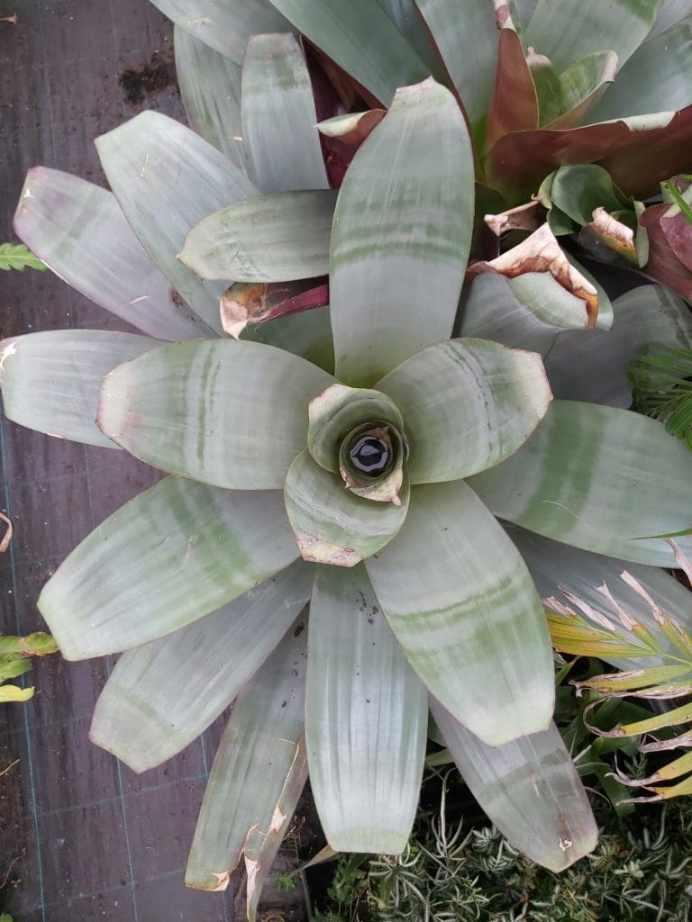 Alcantarea imperialis ‘Giant Bromeliad Silver Plum’ 300mm | Camden ...