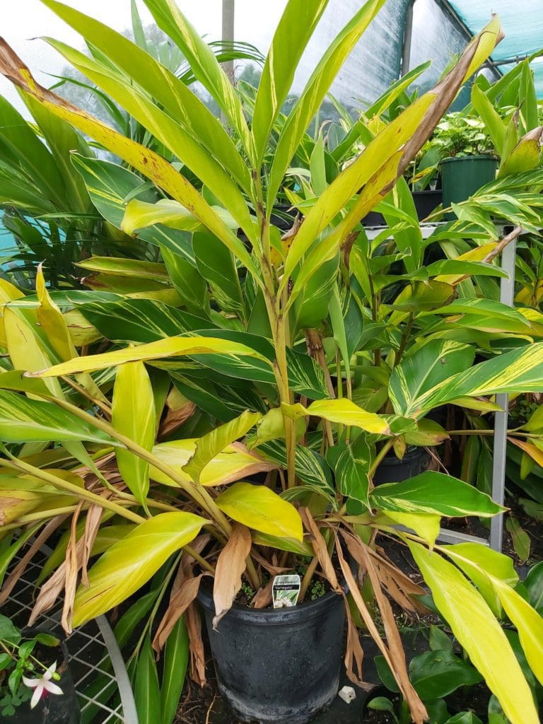 Alpinia zerumbet ‘Variegated Shell Ginger’ 300mm | Camden Nurseries
