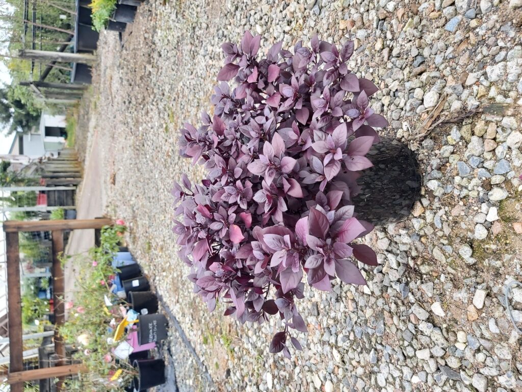 Alternanthera dentata ‘Little Ruby’ 200mm | Camden Nurseries