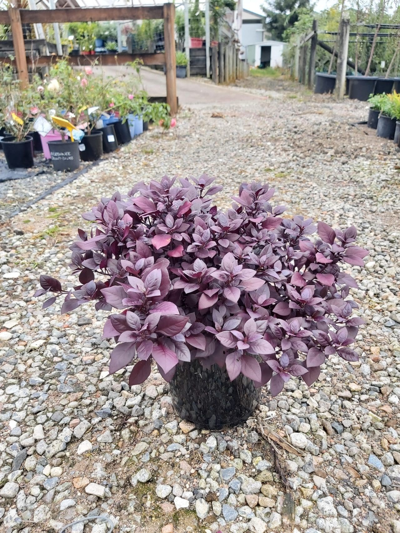 Alternanthera dentata ‘Little Ruby’ 200mm | Camden Nurseries