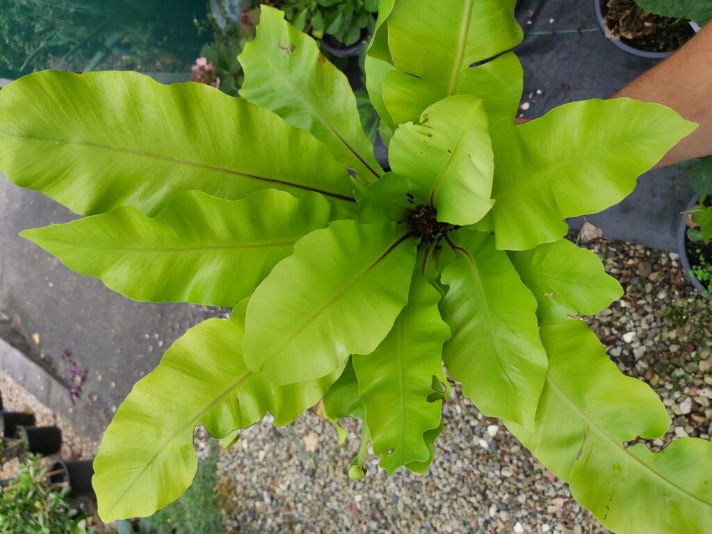 Asplenium australasicum ‘Bird’s Nest Fern’ 175mm | Camden Nurseries