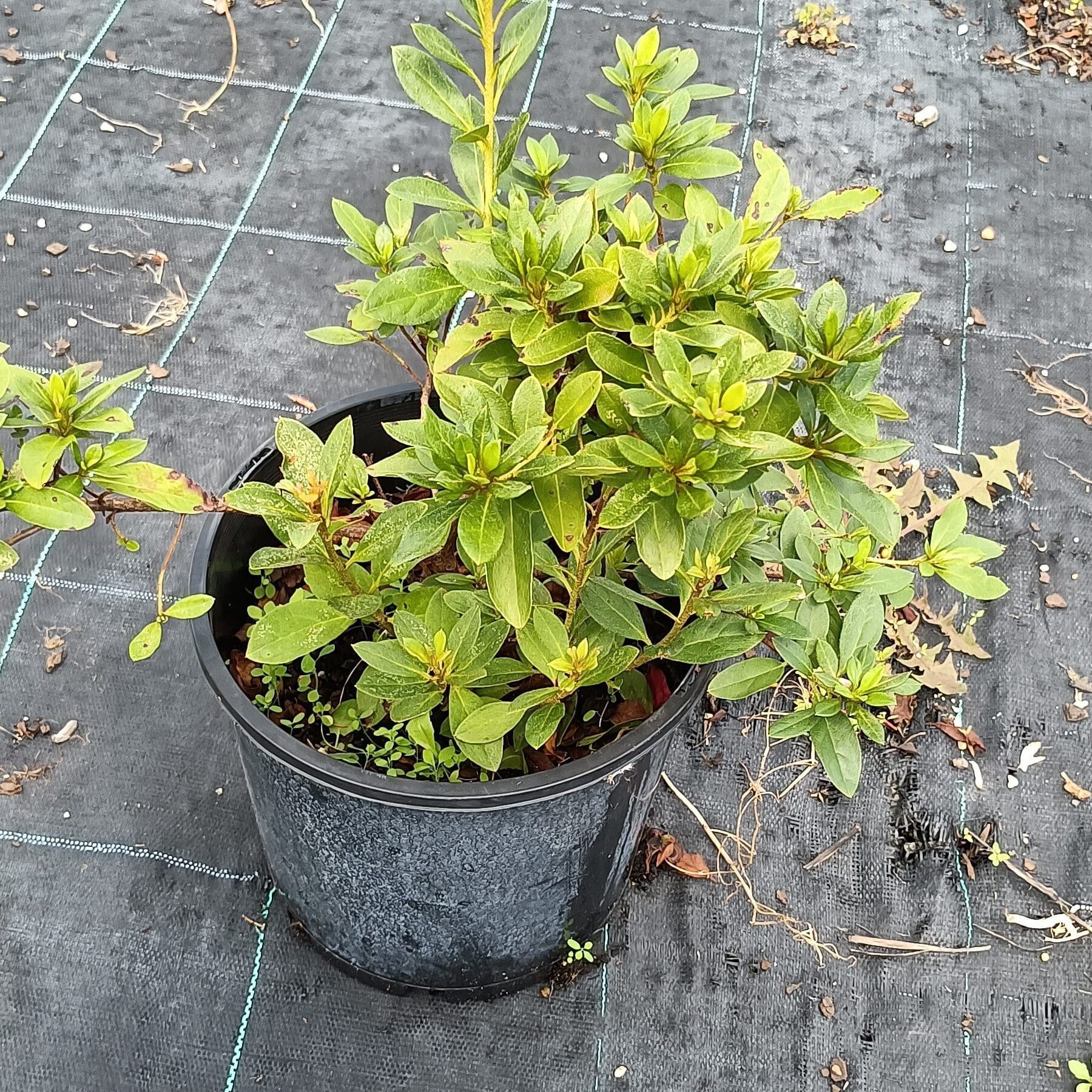 Shrubs | Camden Nurseries
