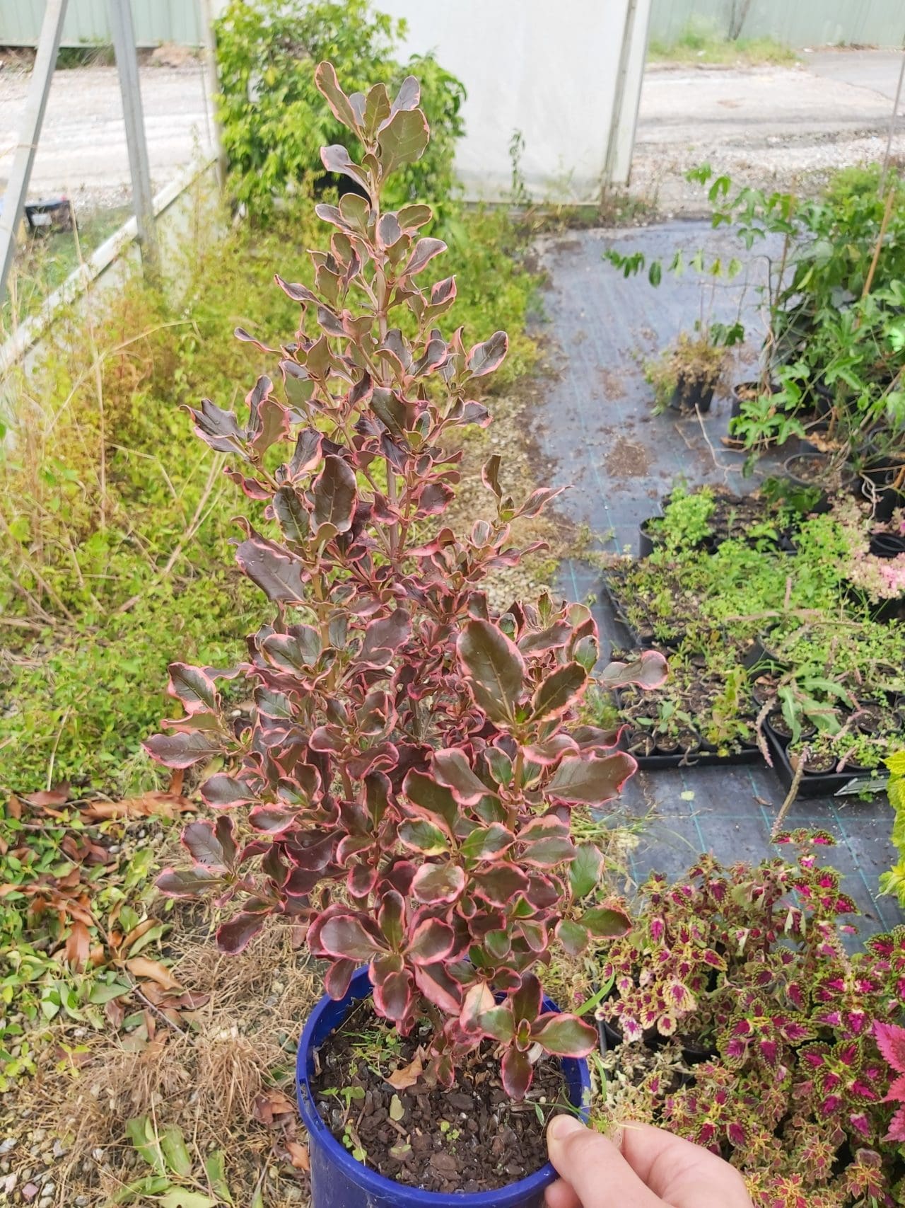 Coprosma ‘Karo Red’ 140mm | Camden Nurseries