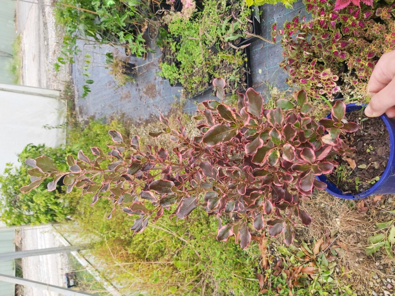 Coprosma ‘Karo Red’ 140mm | Camden Nurseries