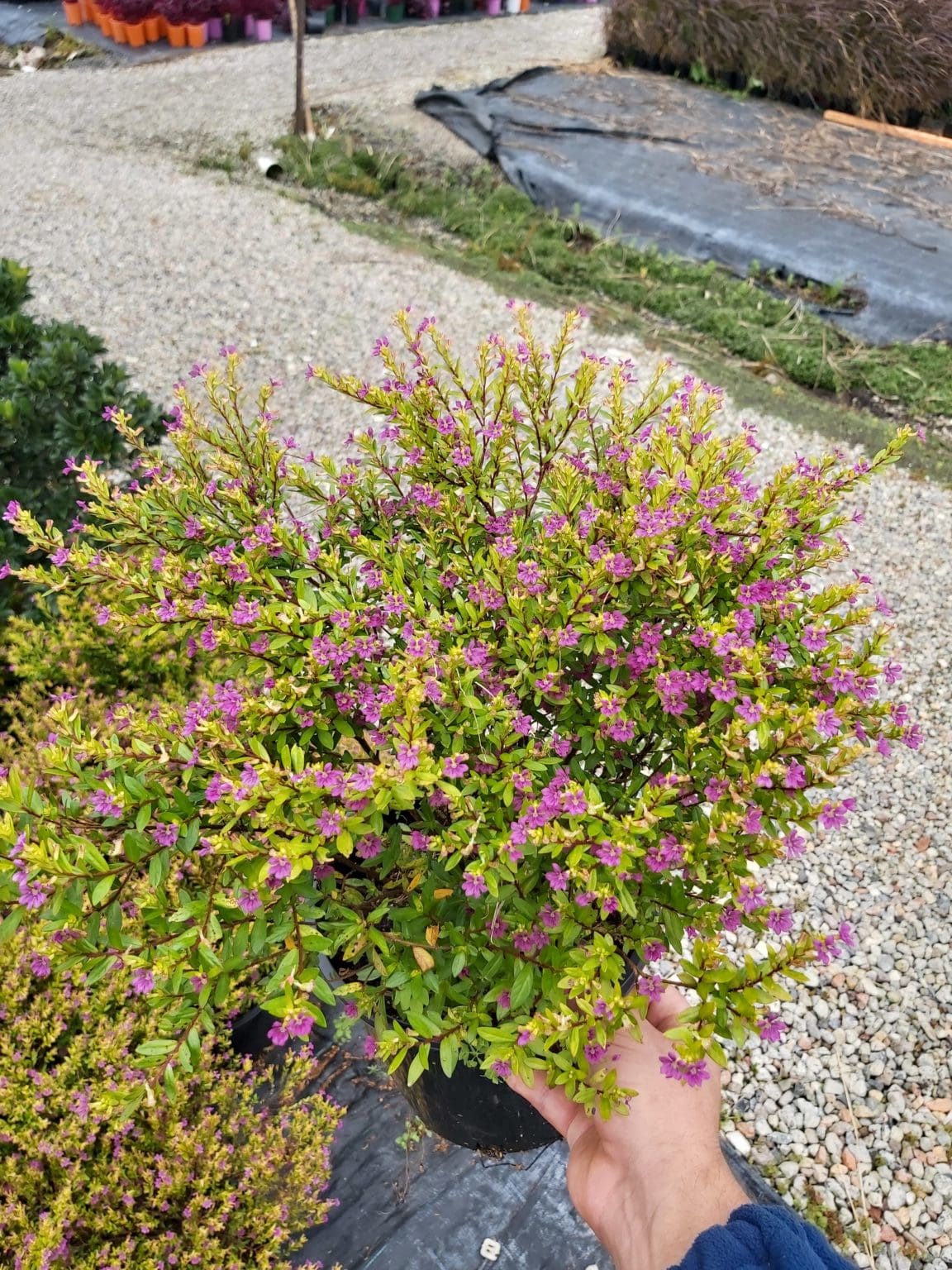 Cuphea ‘Golden Ruby’ 200mm | Camden Nurseries