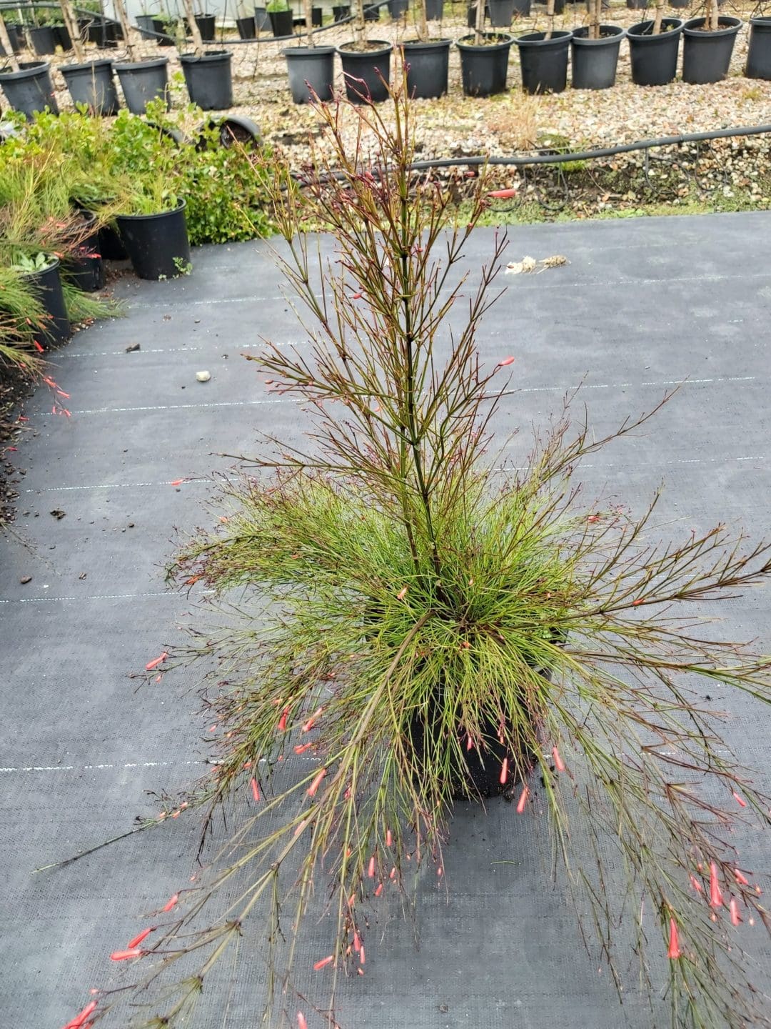 Russelia ‘Ruby Falls’ 200mm | Camden Nurseries