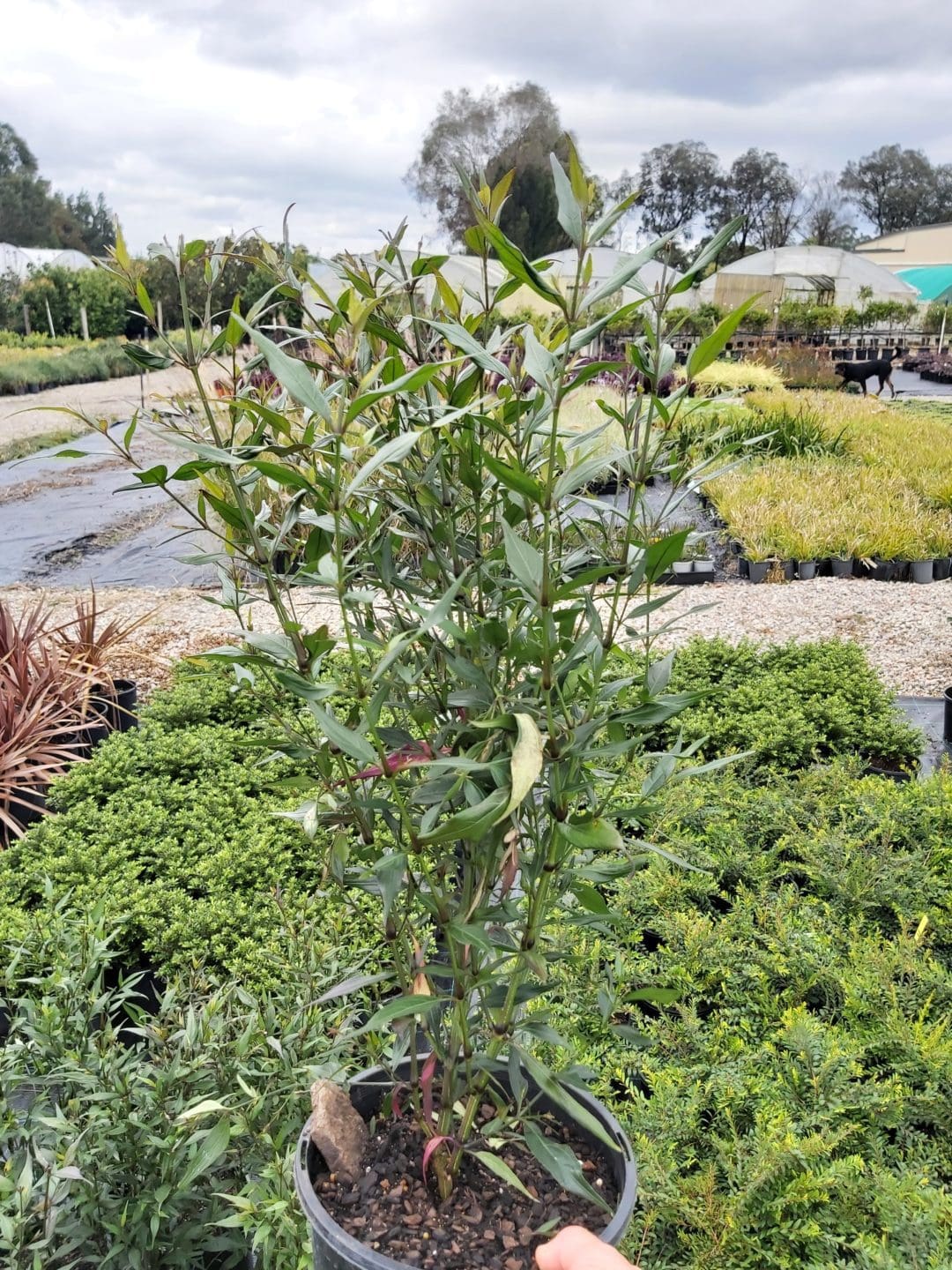 Strobilanthes anisophyllus ‘Goldfussia’ 200mm | Camden Nurseries