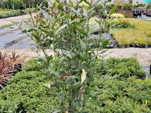 Strobilanthes anisophyllus ‘Goldfussia’ 200mm | Camden Nurseries