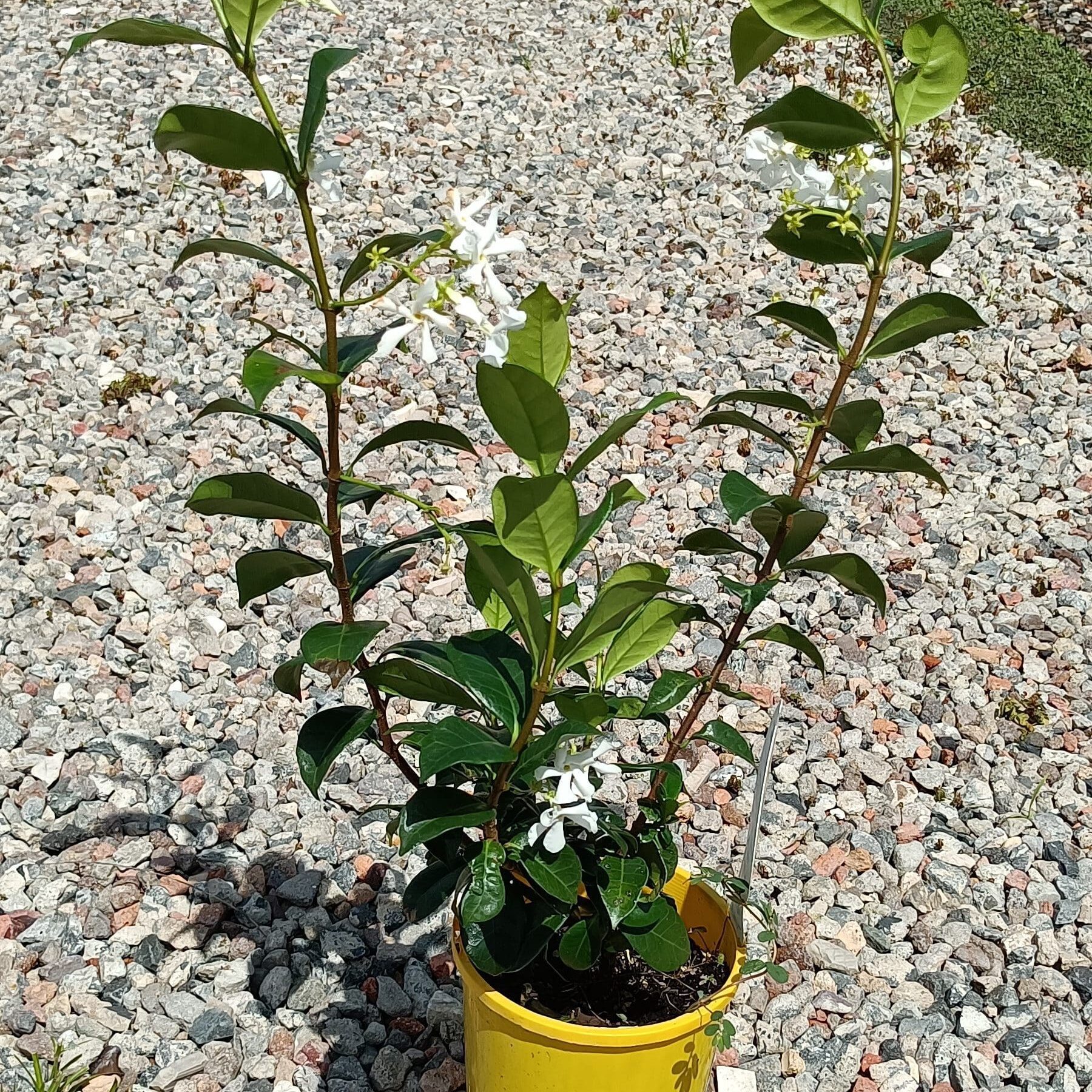Trachelospermum jasminoides ‘Tricolour Star Jasmine’ 140mm | Camden ...