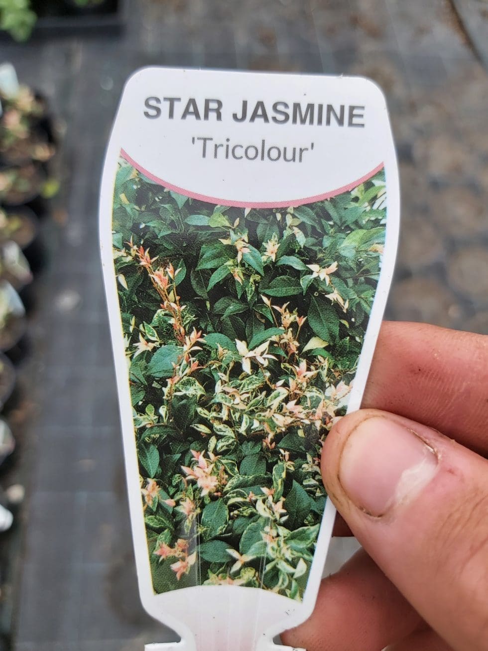 Trachelospermum jasminoides ‘Tricolour Star Jasmine’ 140mm | Camden ...