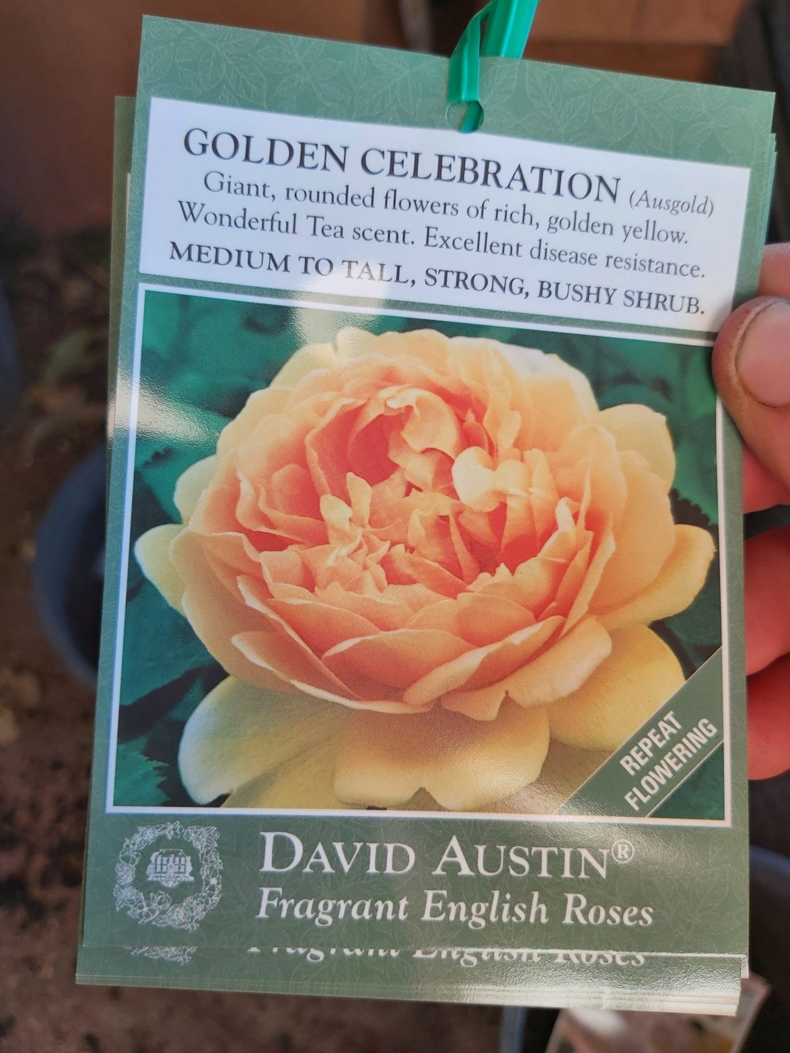 Rose bush ‘David Austin’ 200mm | Camden Nurseries