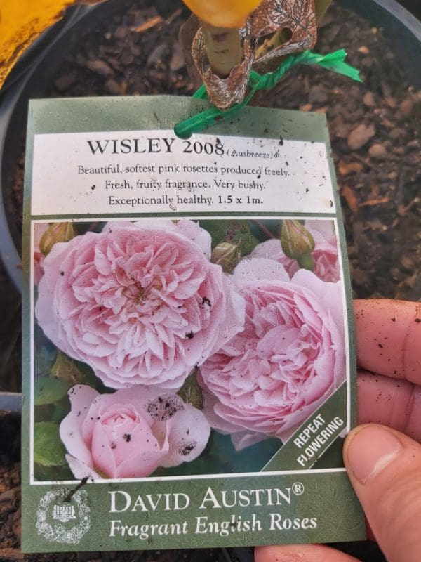 Rose bush ‘David Austin’ 200mm | Camden Nurseries