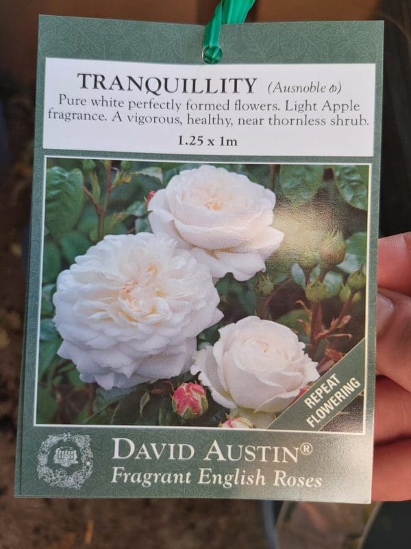 Rose bush ‘David Austin’ 200mm | Camden Nurseries