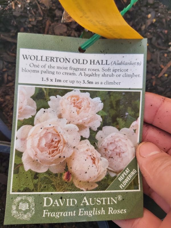 Rose bush ‘David Austin’ 200mm | Camden Nurseries