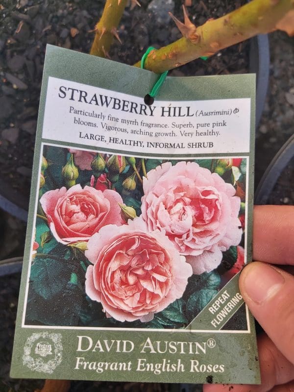 Rose bush ‘David Austin’ 200mm | Camden Nurseries