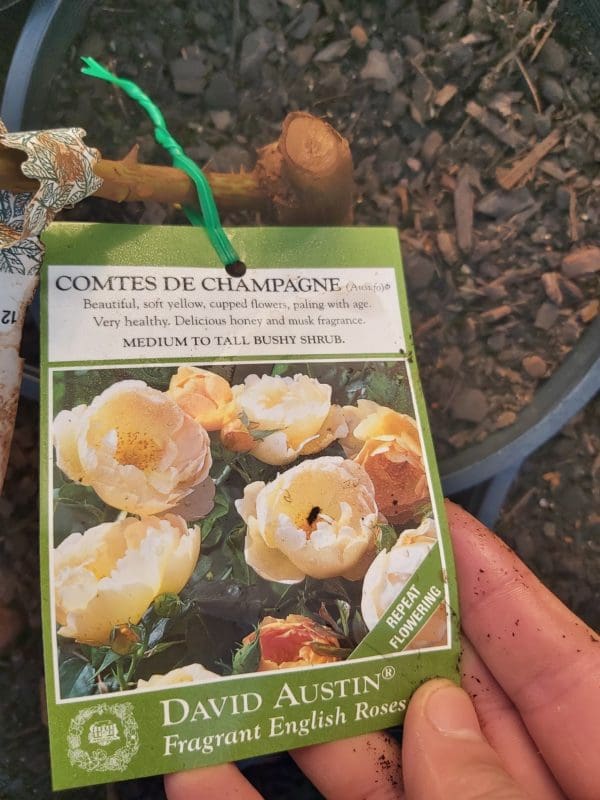 Rose bush ‘David Austin’ 200mm | Camden Nurseries