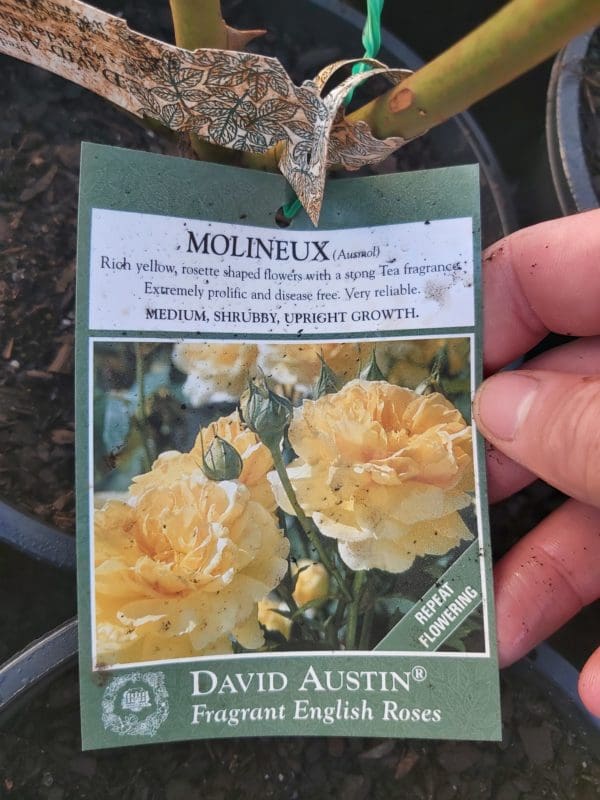 Rose bush ‘David Austin’ 200mm | Camden Nurseries