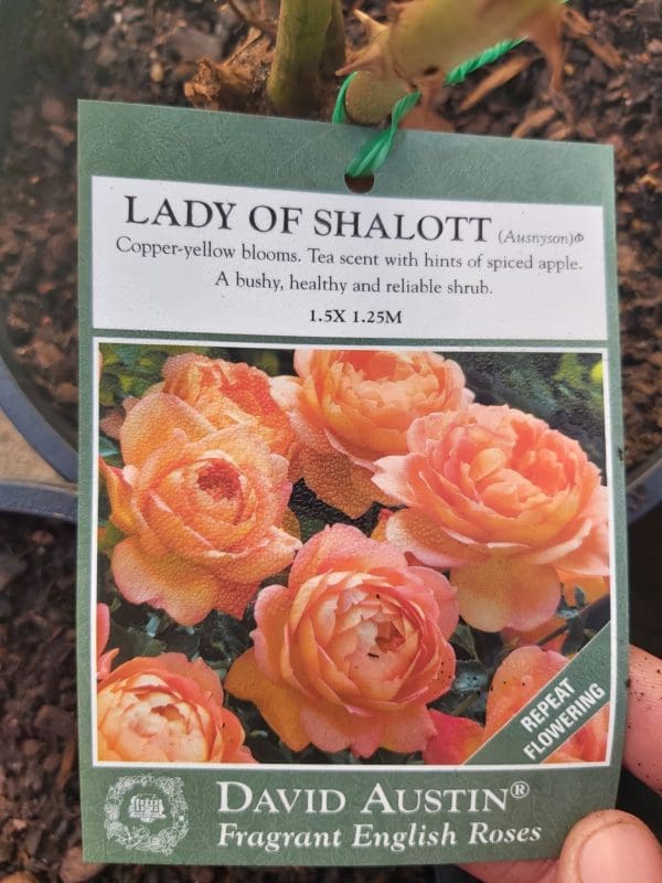 Rose bush ‘David Austin’ 200mm | Camden Nurseries