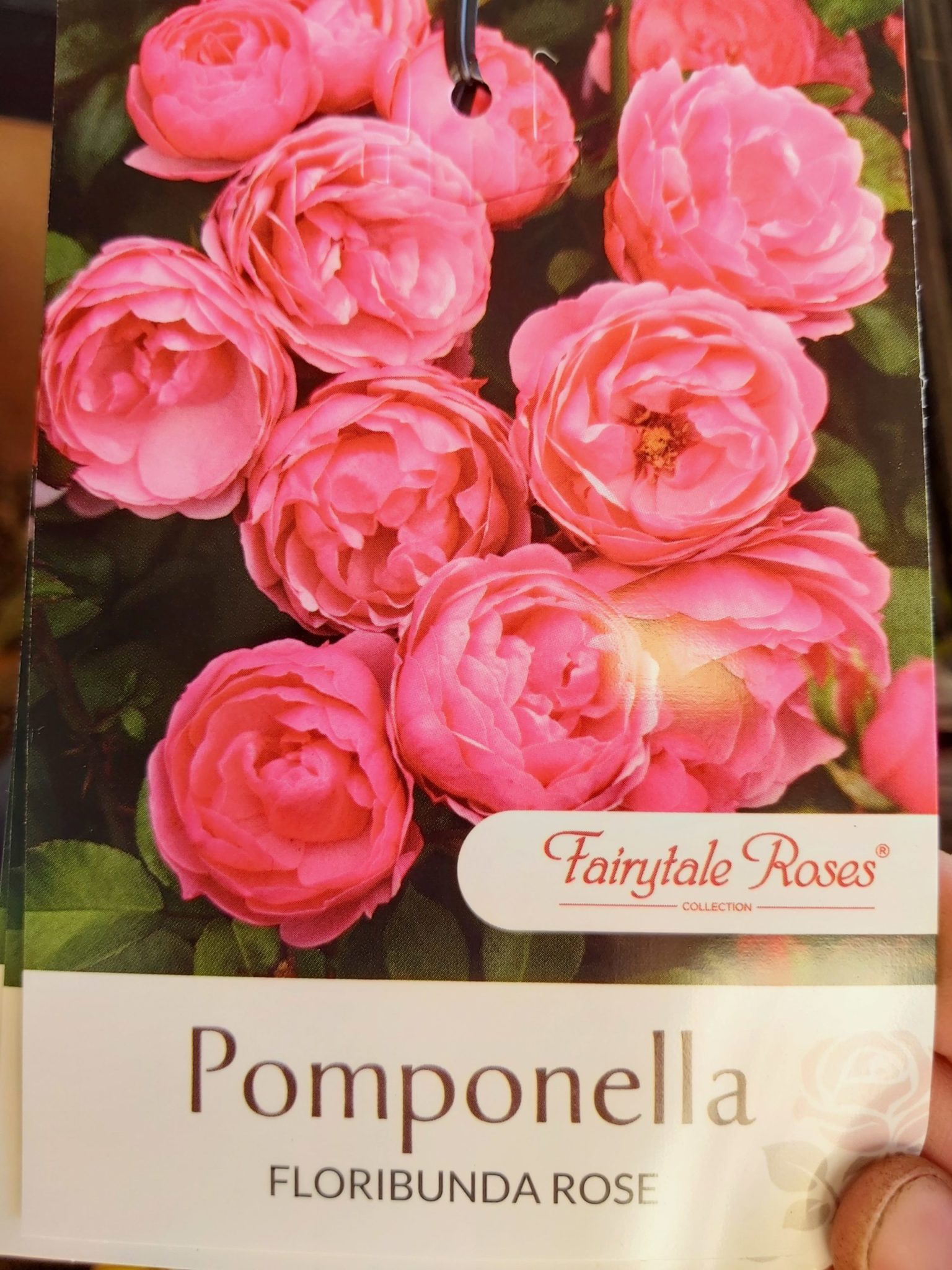 Rose bush ‘Floribunda – New’ 200mm | Camden Nurseries