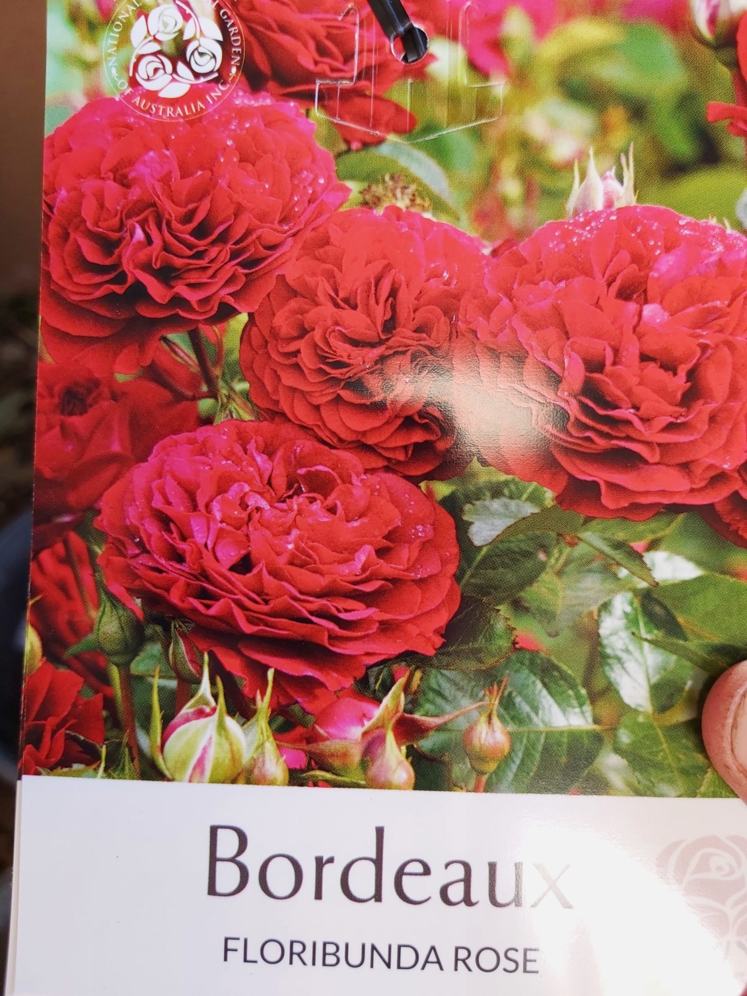 Rose bush ‘Floribunda – New’ 200mm | Camden Nurseries