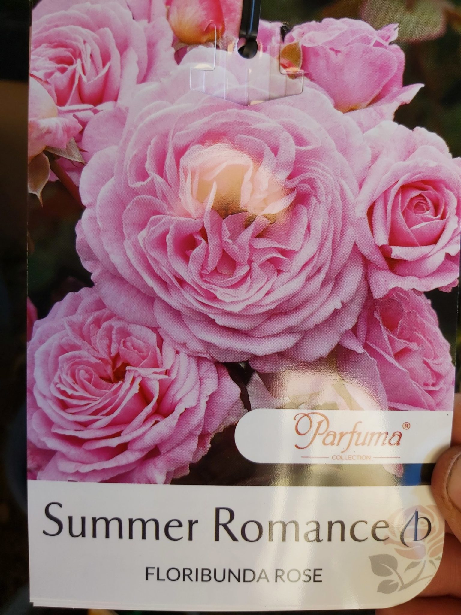 Rose bush ‘Floribunda – New’ 200mm | Camden Nurseries