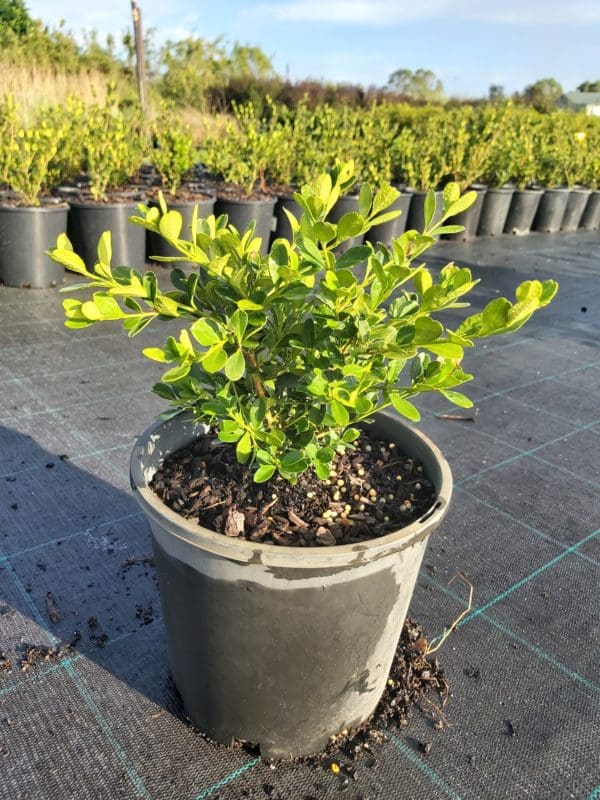 Buxus micro x micro ‘Korean (Dwarf) Box’ 200mm | Camden Nurseries