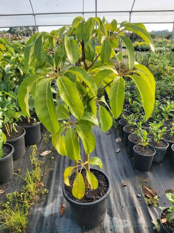 Schefflera ‘Umbrella Tree Alpine Junior’ 300mm | Camden Nurseries