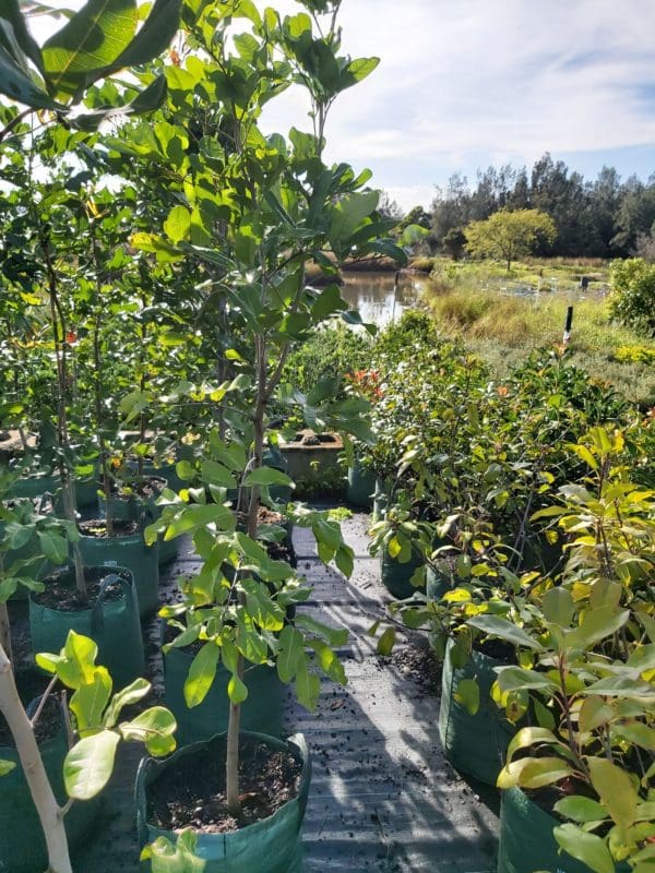 Cupaniopsis anacardioides ‘Tuckeroo’ 45L | Camden Nurseries