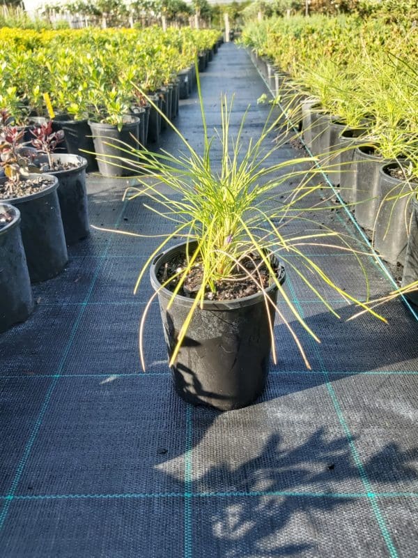 Lomandra confertifolia ‘Little Con’ 140mm | Camden Nurseries