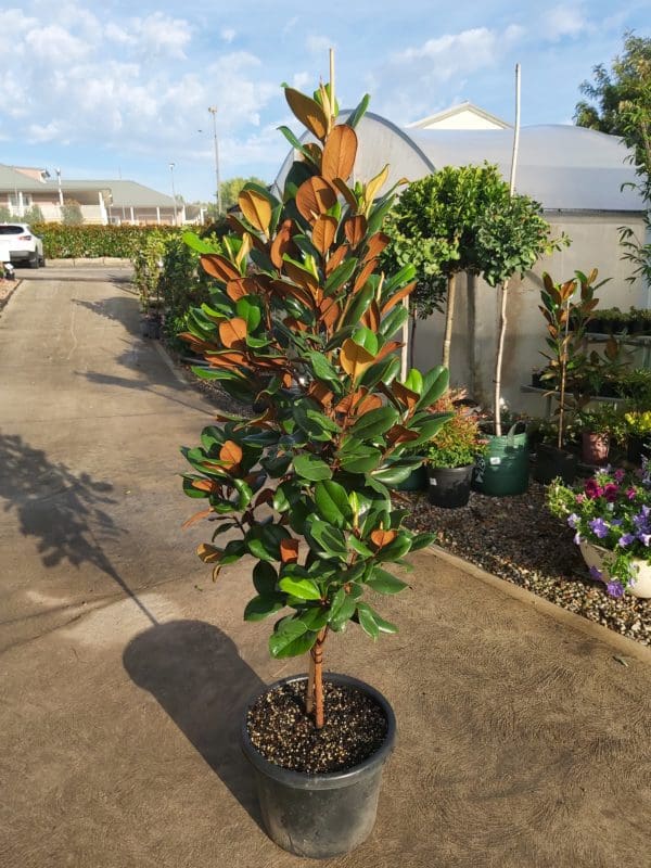 Magnolia grandiflora ‘Teddy Bear’ 400mm / 45L | Camden Nurseries