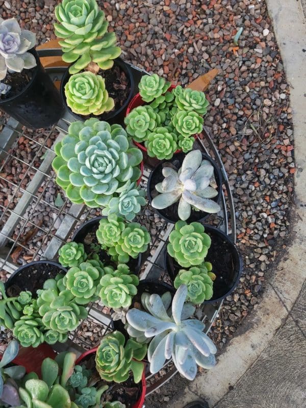Succulent (assorted) 140mm | Camden Nurseries