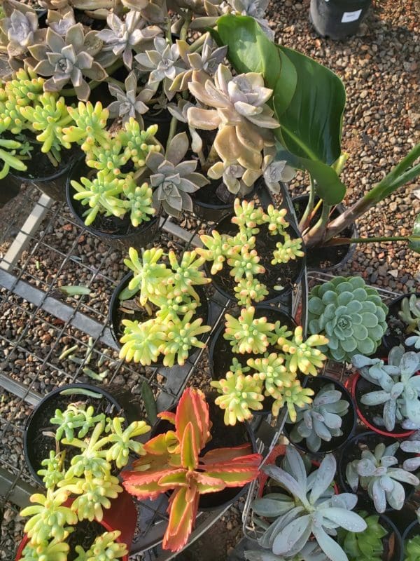 Succulent (assorted) 140mm | Camden Nurseries
