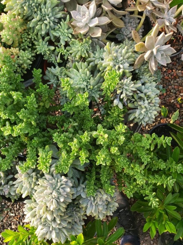 Succulent (assorted) 140mm | Camden Nurseries