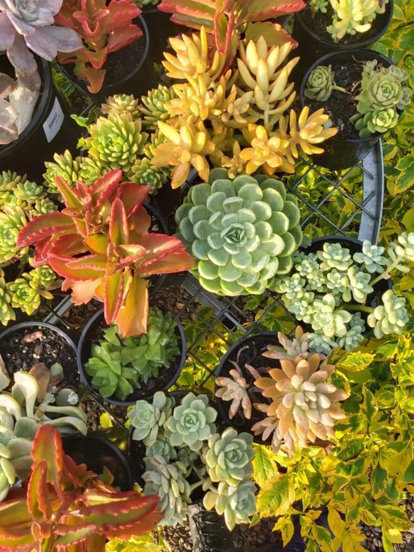 Succulent (assorted) 140mm | Camden Nurseries